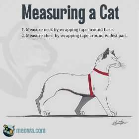 Measuring A Cat For Harnesses, Carriers, Collars & Clothes