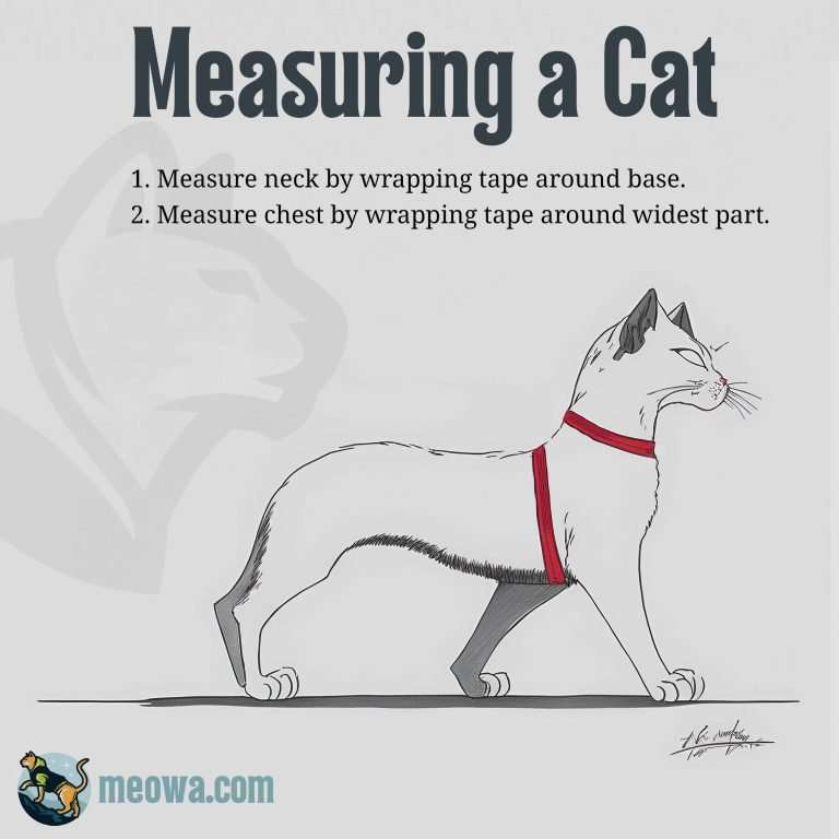Measuring A Cat For Harnesses, Carriers, Collars & Clothes