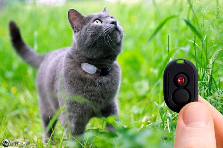 Top 6 Best Cat GPS Trackers: 2024 Ultimate Guide & Reviews