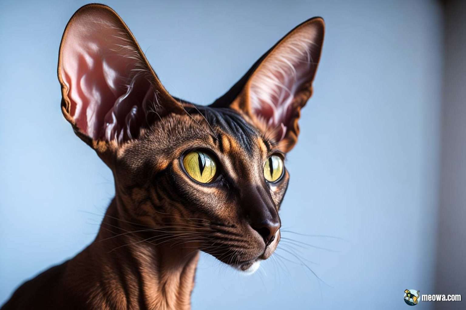 10 Best Hypoallergenic Cat Breeds: Ideal Cats For Allergies