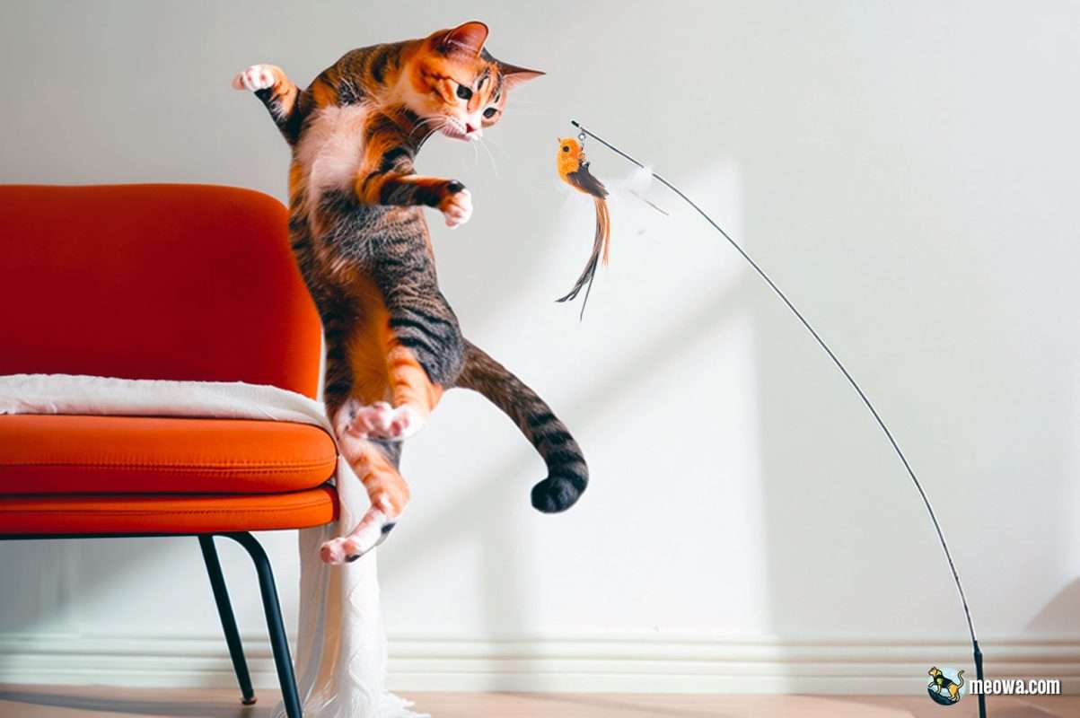 How Much Attention Do Cats Need? Unlock 5 Best Practices