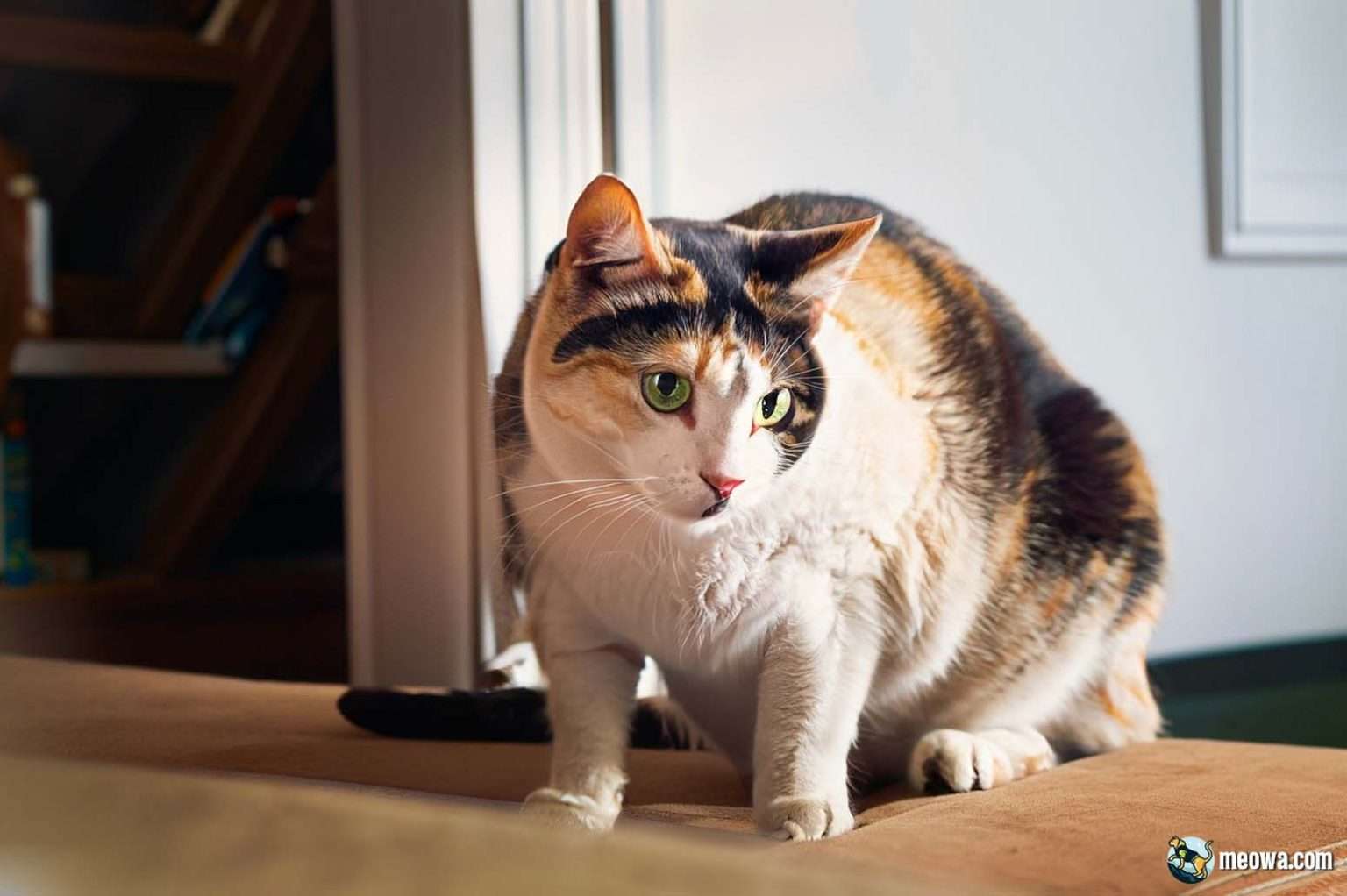 Is My Cat Lonely? 5 Signs And 10 Solutions For Feline Blues