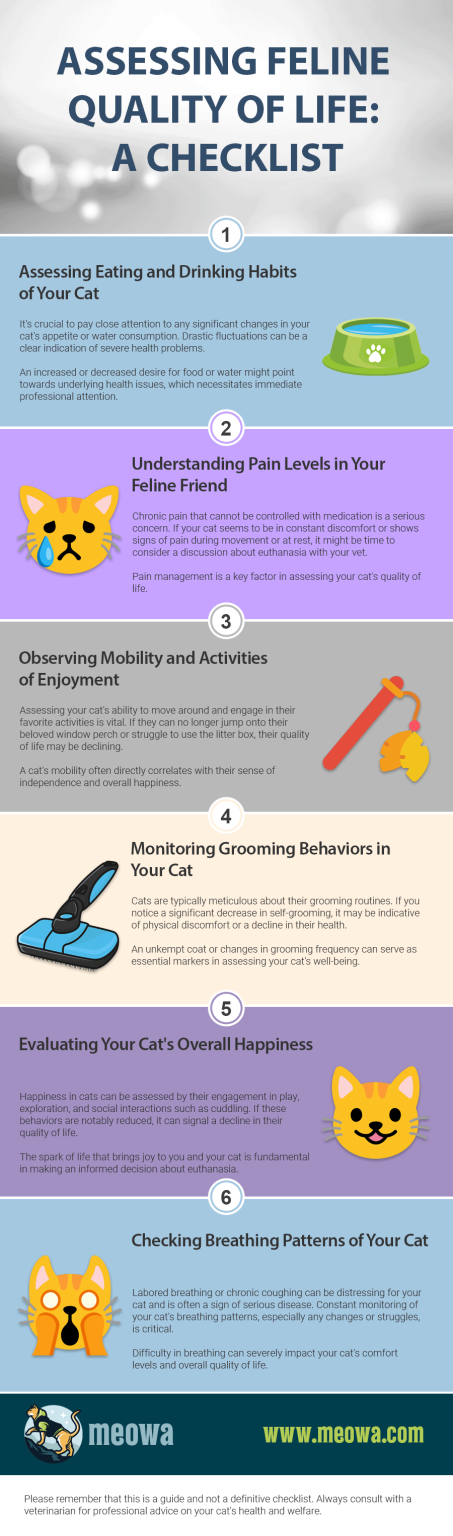 When To Put Your Cat Down: Quiz, Checklist & Complete Guide