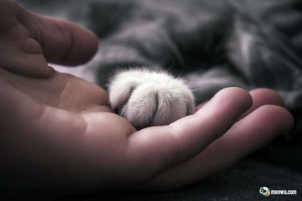 When To Put Your Cat Down: Quiz, Checklist & Complete Guide